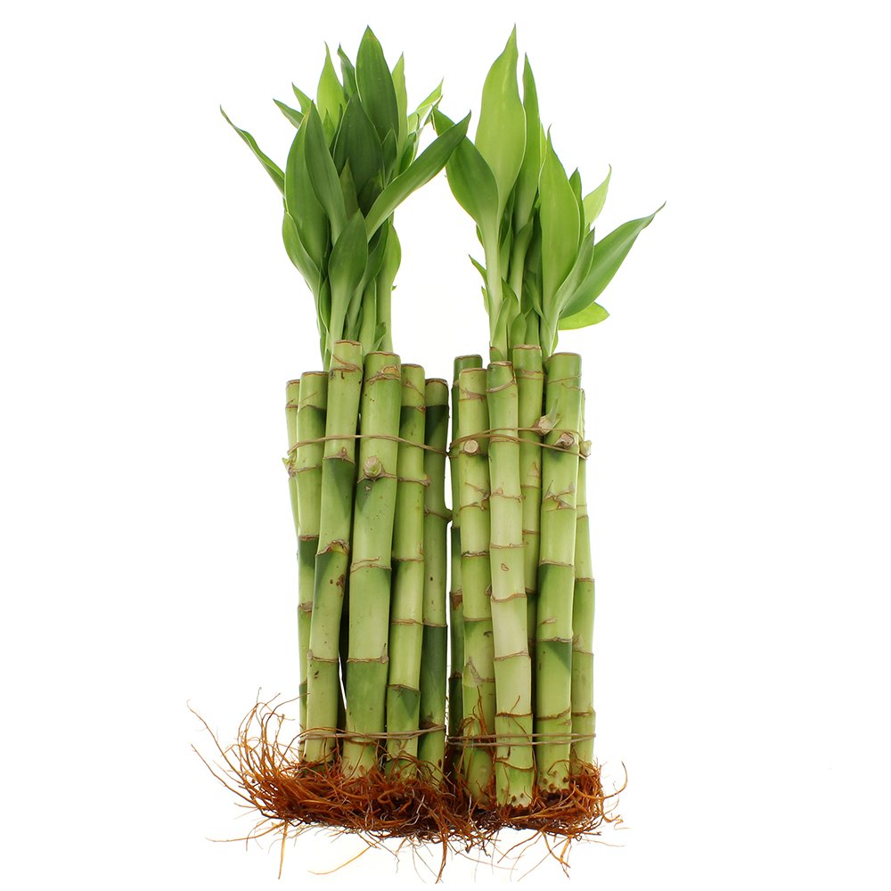 Amazon.com: Live Lucky Bamboo Bulk Bundle of 20 Stalks - 8 Inch Stalks ...