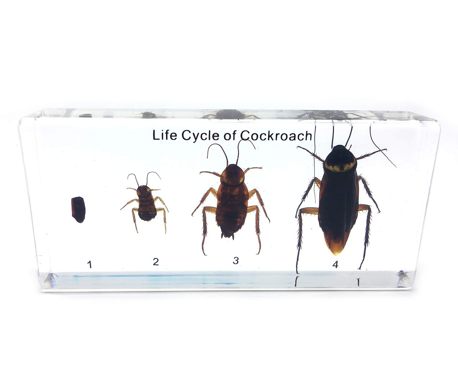 Buy Life Cycle of Cockroach Science Classroom Specimens for Science ...