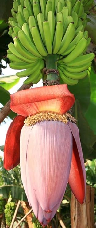 Musa balbisiana gigantea - banana frutta giapponese - 10 semi ...