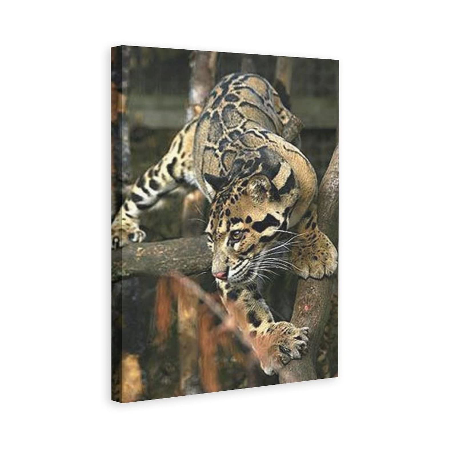 Clouded Leopard Wallpaper