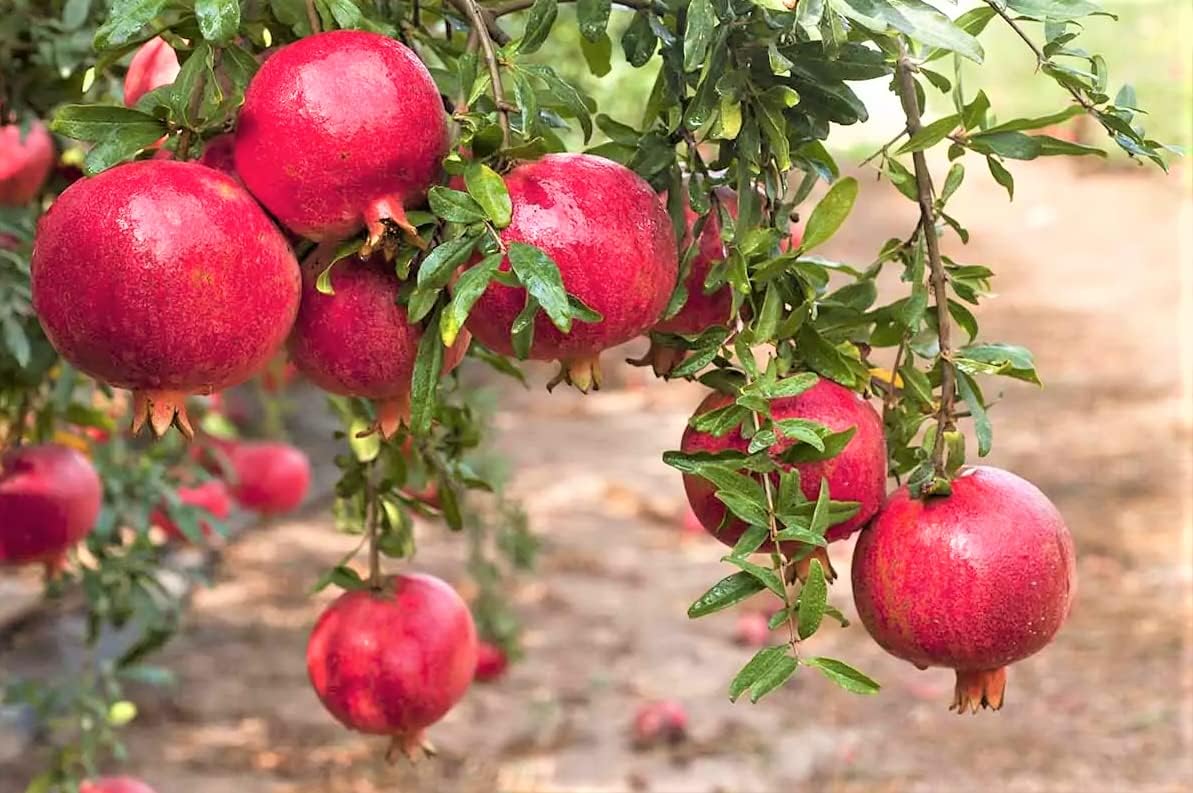 Amazon.com : Pomegranate Tree Plant Live, 4 to 8 Inches Tall for ...