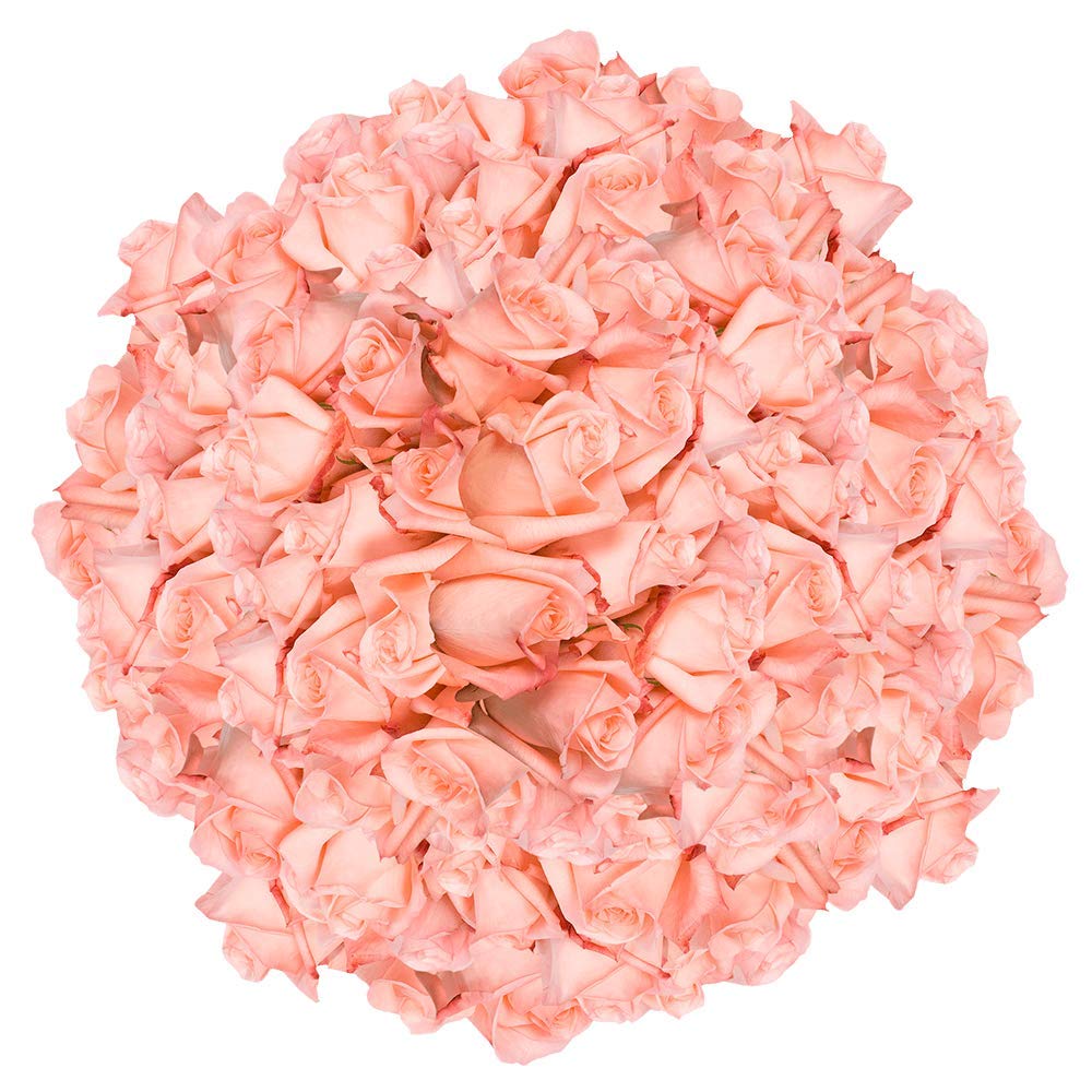 Amazon.com : GlobalRose 200 Fresh Cut Peach Pink Roses - Peckoubo Roses ...