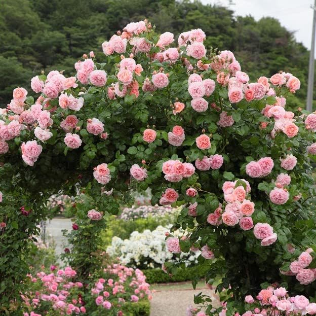 Strawberry Hill - 5.5lt Potted David Austin Rose English Climbing ...