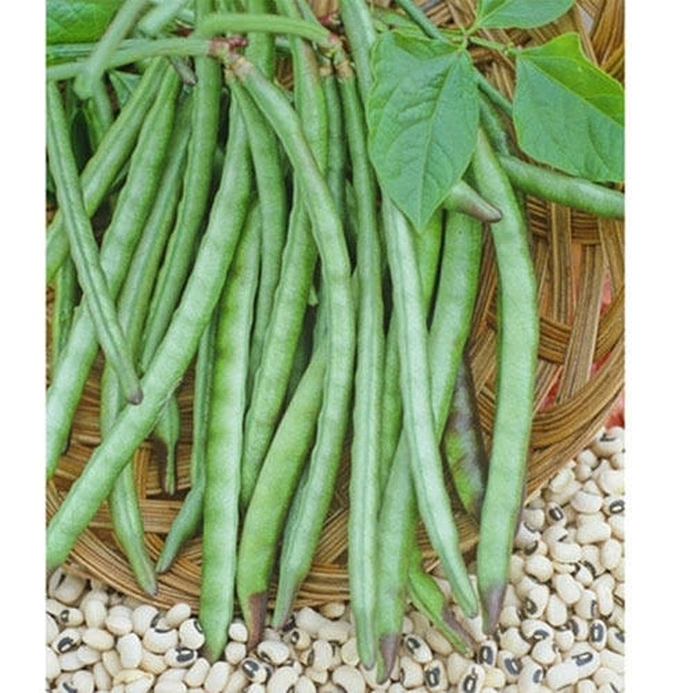 Live Green Lobia/Cowpea Beans Seeds F1 Hybrid Seeds For Home Garden ...