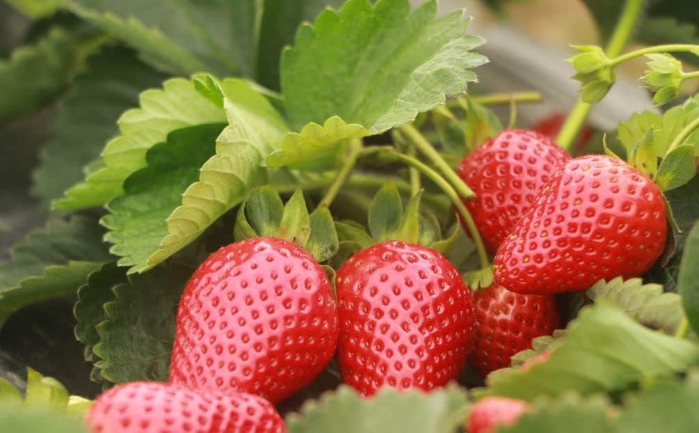 Amazon.com : Red Four Season Strawberry Fruit Plant Seeds - 300 Pcs ...