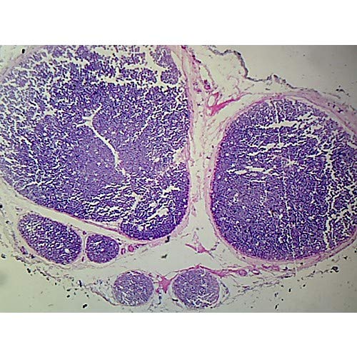 Buy GSC S99204, Human Myelinate Peripheral Nerve Prepared Micro Slide ...