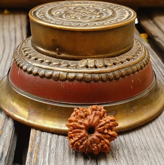 GemsMart 11 Mukhi Rudraksha Original Certified Nepali IGL. Lab Tested ...