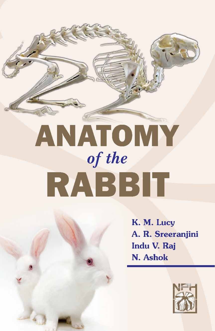 Rabbit Anatomy