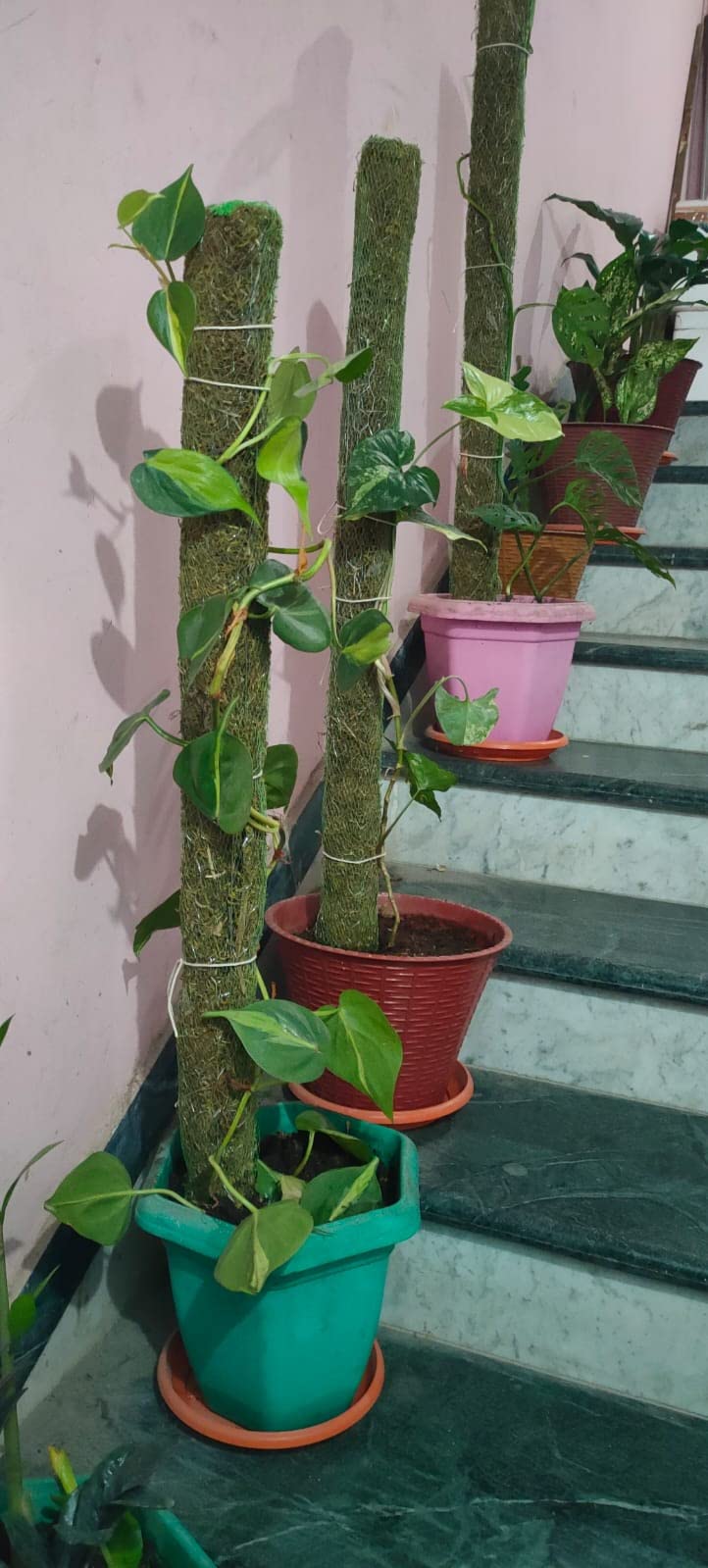 Leafy Tales Moss Stick- Green Grass Pole for Plants Support, Moss Stick ...