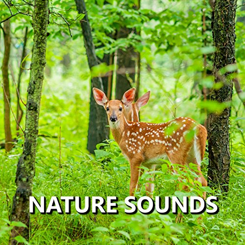 Amazon.com: Nature Sounds : Nature Sound Collection: Digital Music