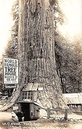 World Famous Tree House, Tallest one room house in the World Logging ...