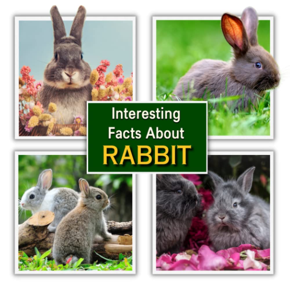 Interesting Facts About Rabbit Rabbit Educational Wildlife Picture interesting-facts-about-rabbit-rabbit-educational-wildlife-picture