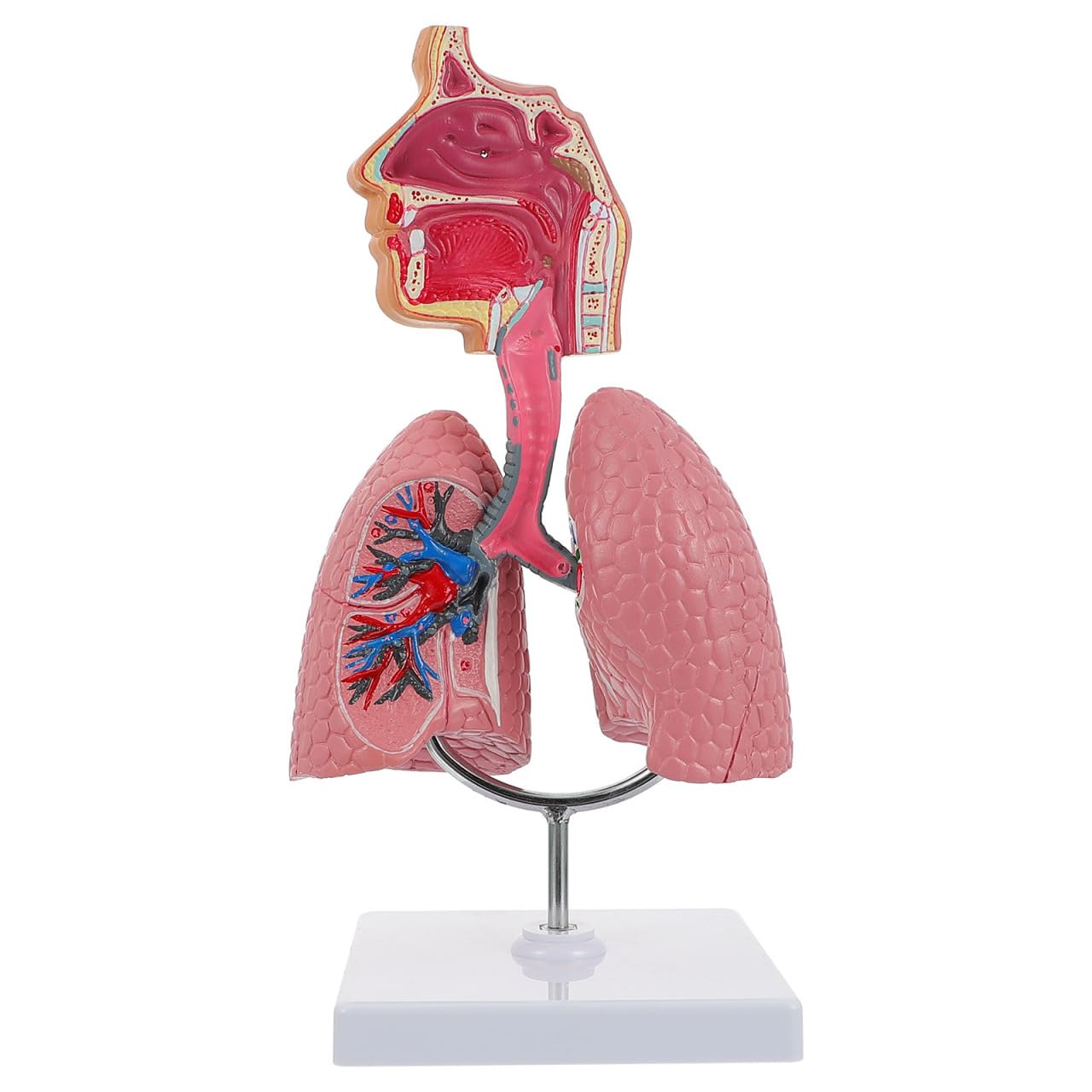Modell Der Atemwegsanatomie Beschriftet Iplusmile Human Body Model,