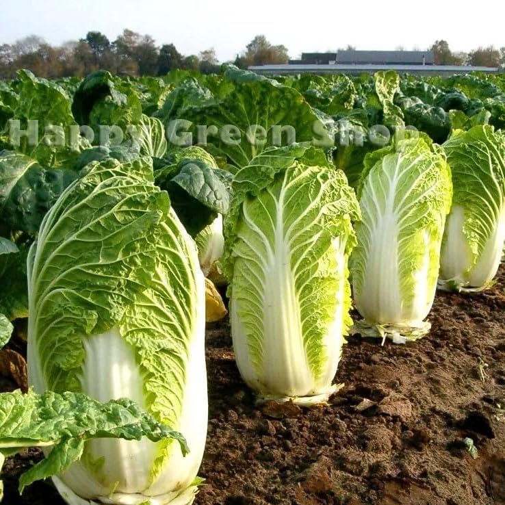 Chinese Cabbage Hilton - 300 Seeds + Freebie + Plant tag - Brassica ...