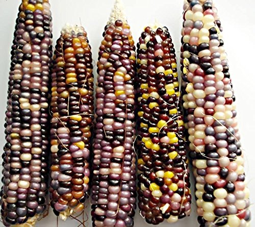 65Pcs/Bags Rainbow Corn Vegetable Glass Gem Heirloom Indian Corn Non ...