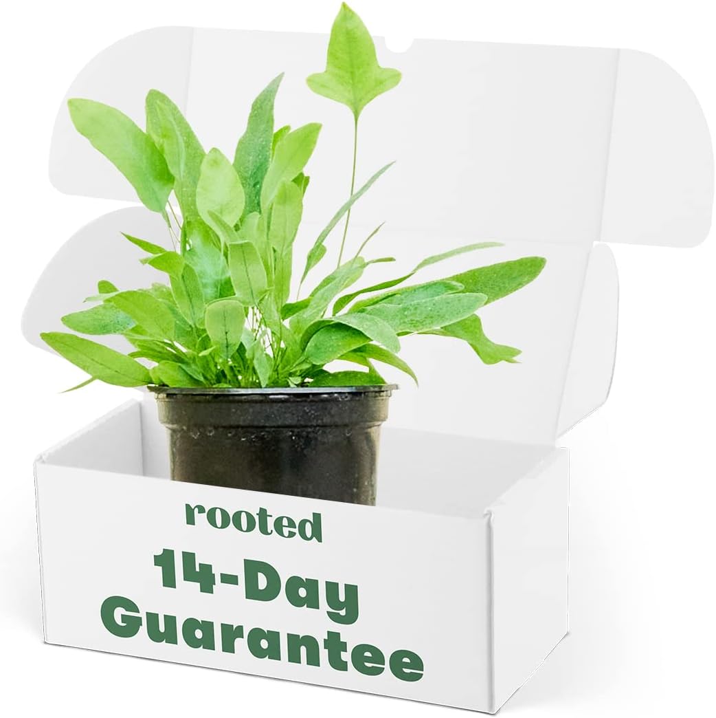 Amazon.com : 2 Purple Persian Shield Live Plants, Persian Shield Plant ...