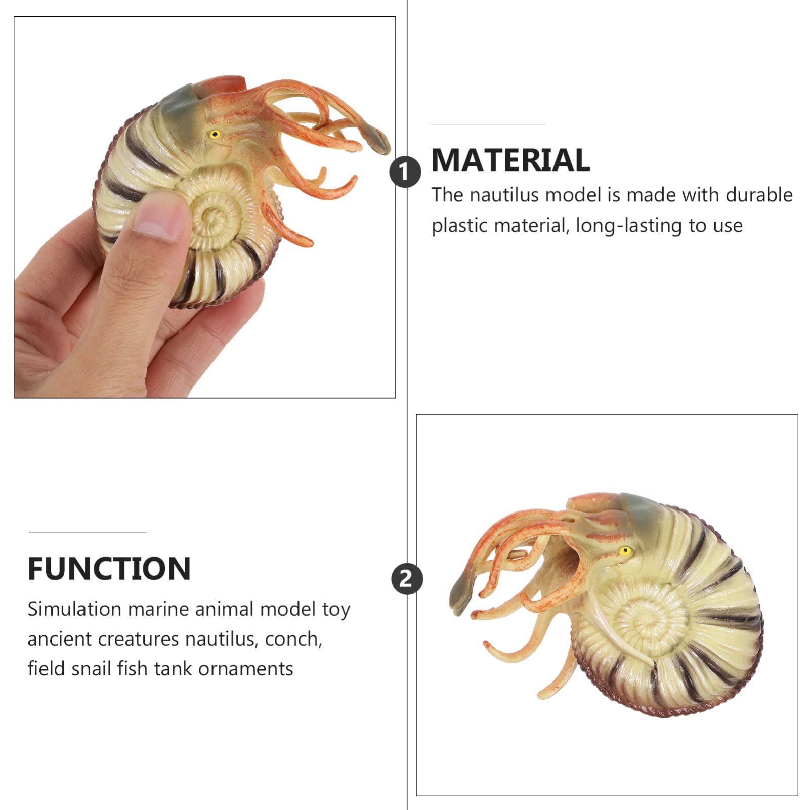 Chambered Nautilus Diagram Aquarium Shell Decoration Nautilus Shell