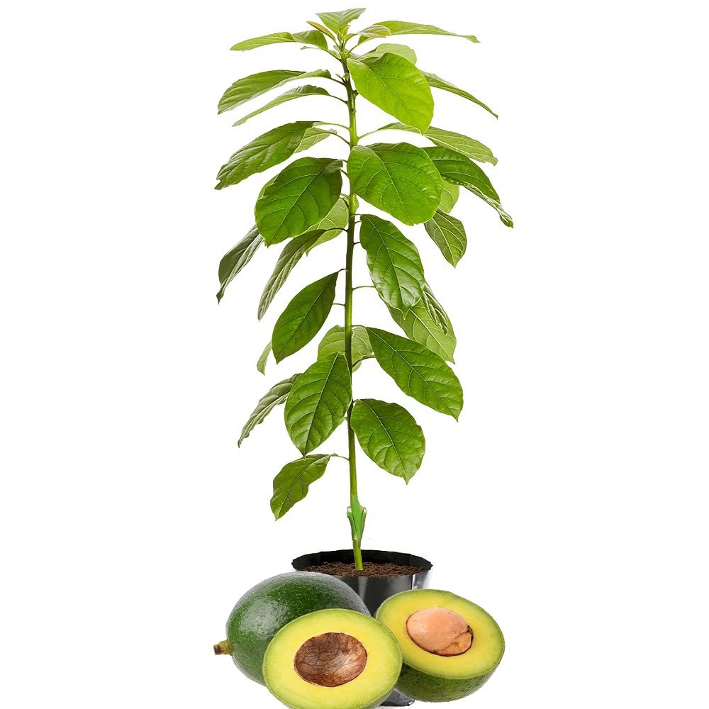 IXORA Monroe Round Avocado variety Butter Fruit Grafted Live Plant & Tree(1.5-3 Feet Size ...