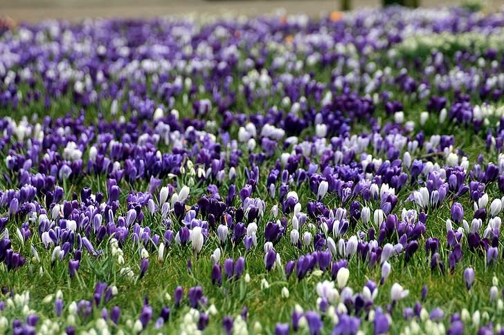 Blue Moon Crocus Mix 22 bombillas grandes preenfriadas para flores de ...