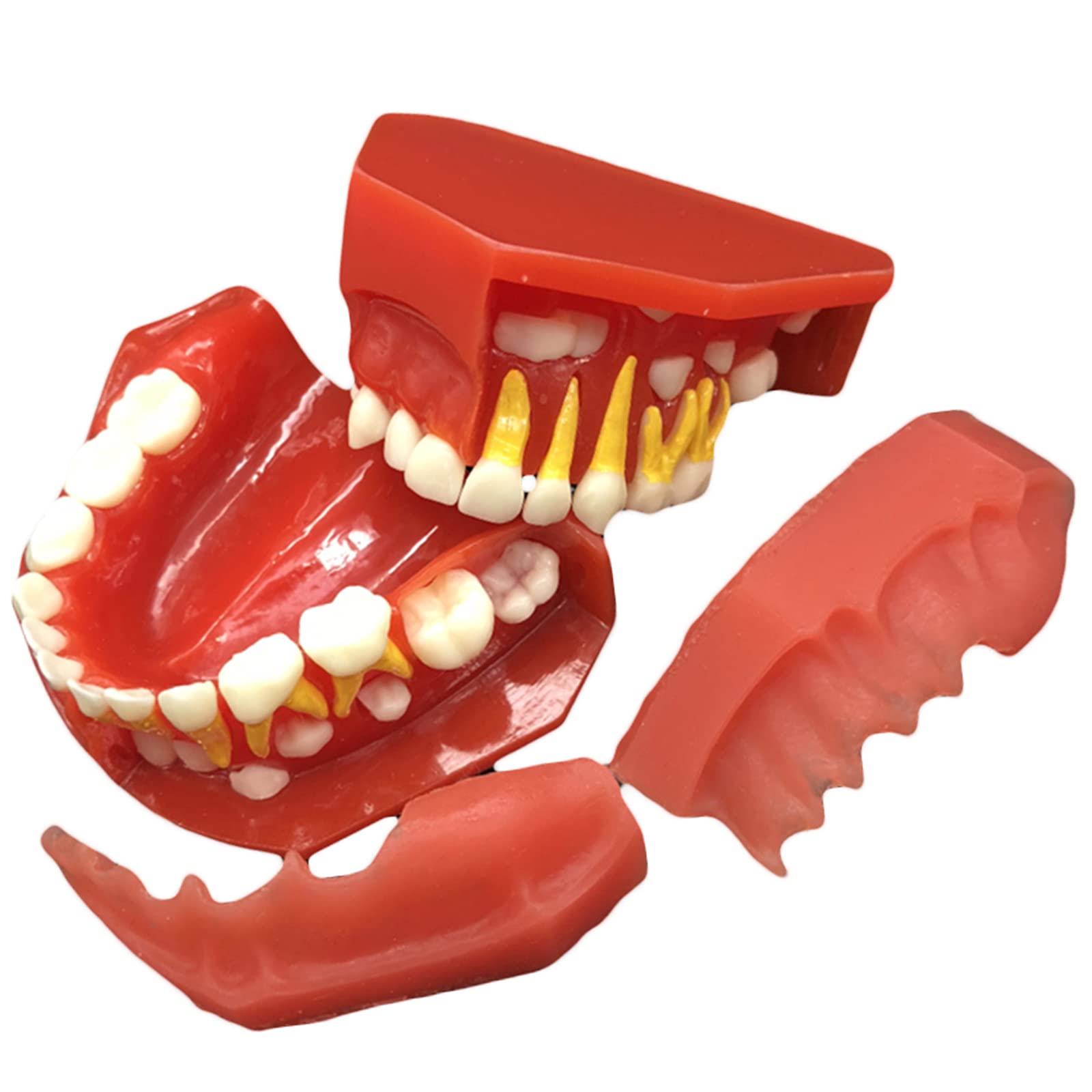 Kh66zky Child Teeth Model Alternating Primary Teeth Model 3 6 ...