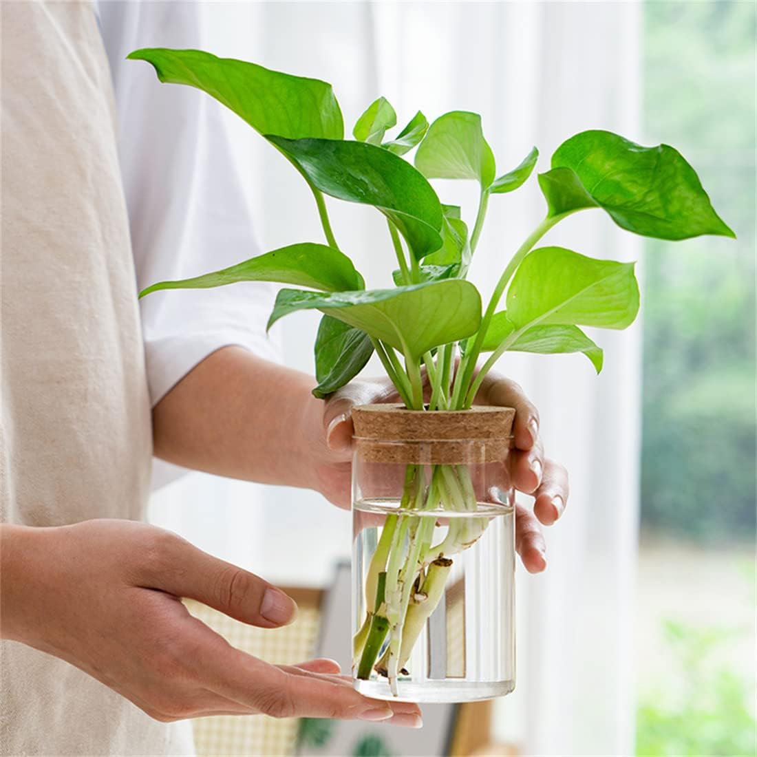 Amazon.com : 5-7 Inch Small Medium Large Plants Propagation Station ...