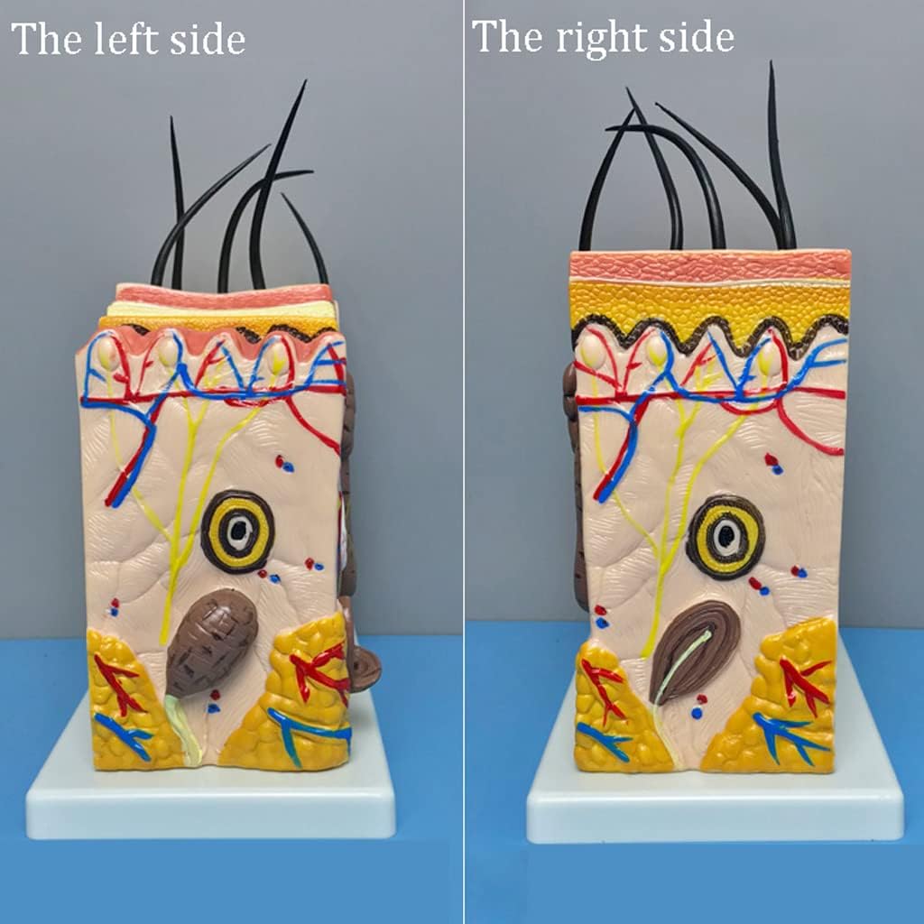 30X Enlarged Anatomical Model Human Skin Anatomy Model - Medical Shop