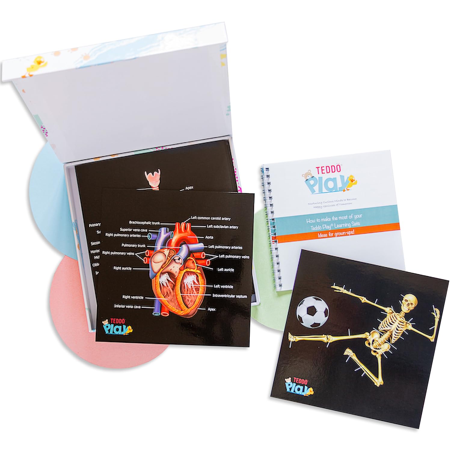 Snapklik.com : Complete Human Anatomy Biology Learning Set For Kids ...
