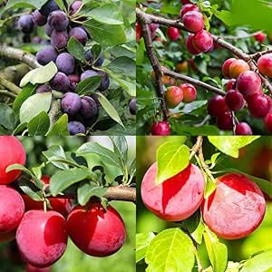 Alu bukhara plant, Alubukhara, Dried red plum Alpagoda Onagida Draakshe ...