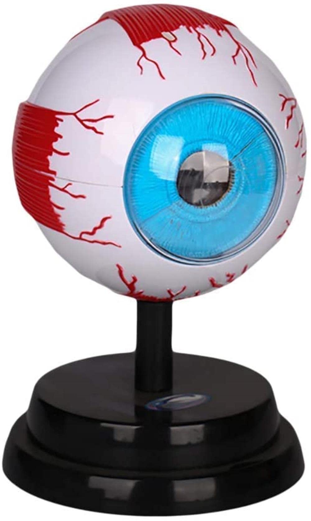 Buy Educational Model Eye Ball Anatomy Model Eye Anatomical Model ...