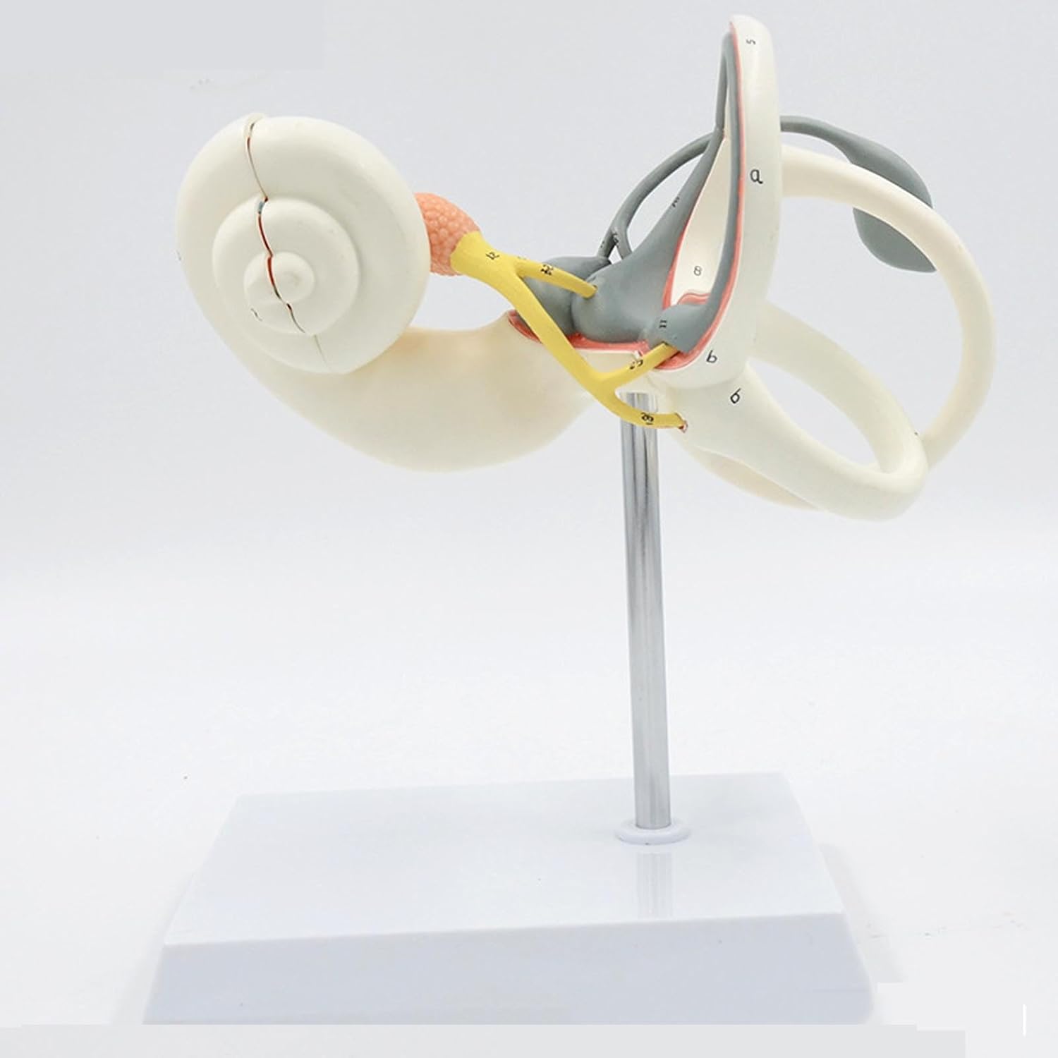 Inner Ear Model, Inner Ear Labyrinth and Incised Philippines | Ubuy