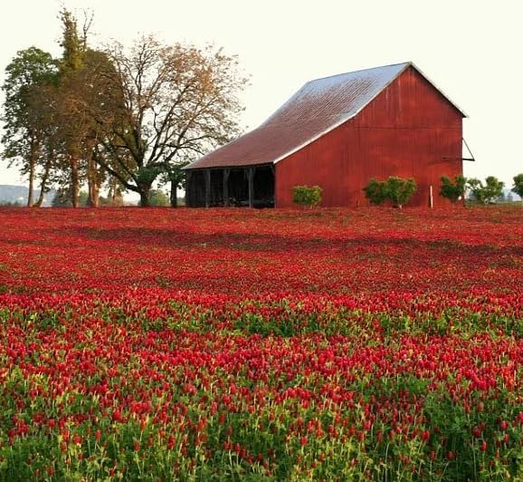 Amazon.com : Crimson Clover Dixie Red Food plot pollinator and Cover ...