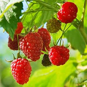 Amazon.com : 2 Heritage Everbearing Raspberry Plants Live for Planting ...