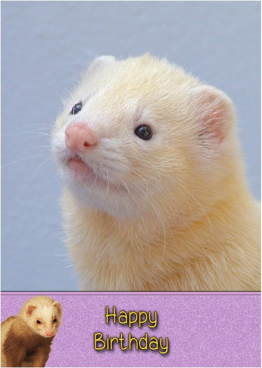 Ferret Birthday Card : Amazon.co.uk: Stationery & Office Supplies