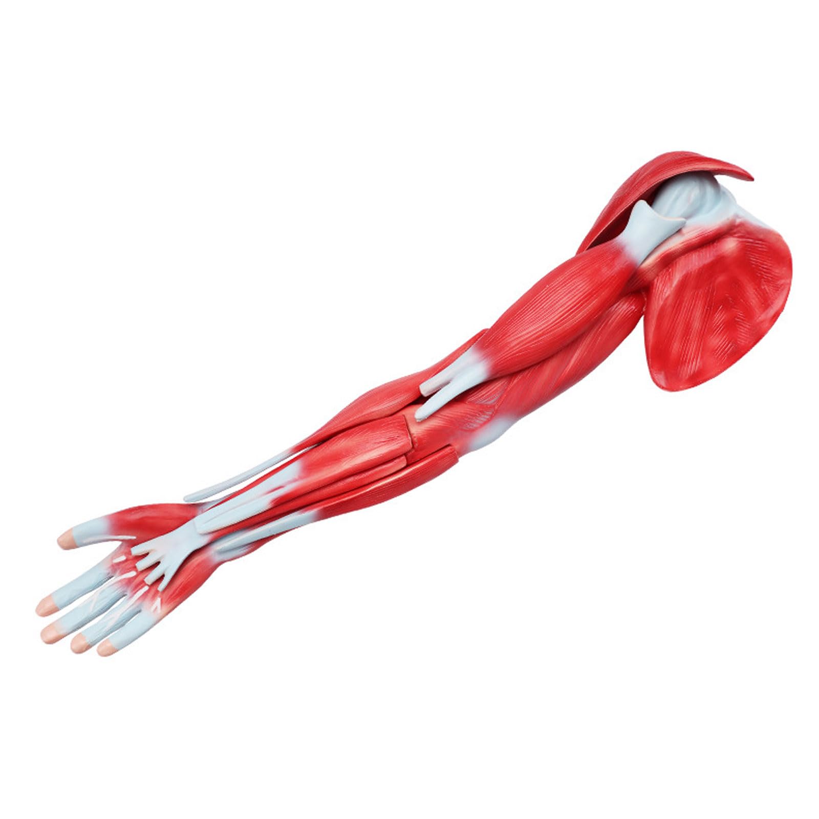 Upper Arm Muscles Unlabeled Forearm Muscles Anatomy • Muscles That