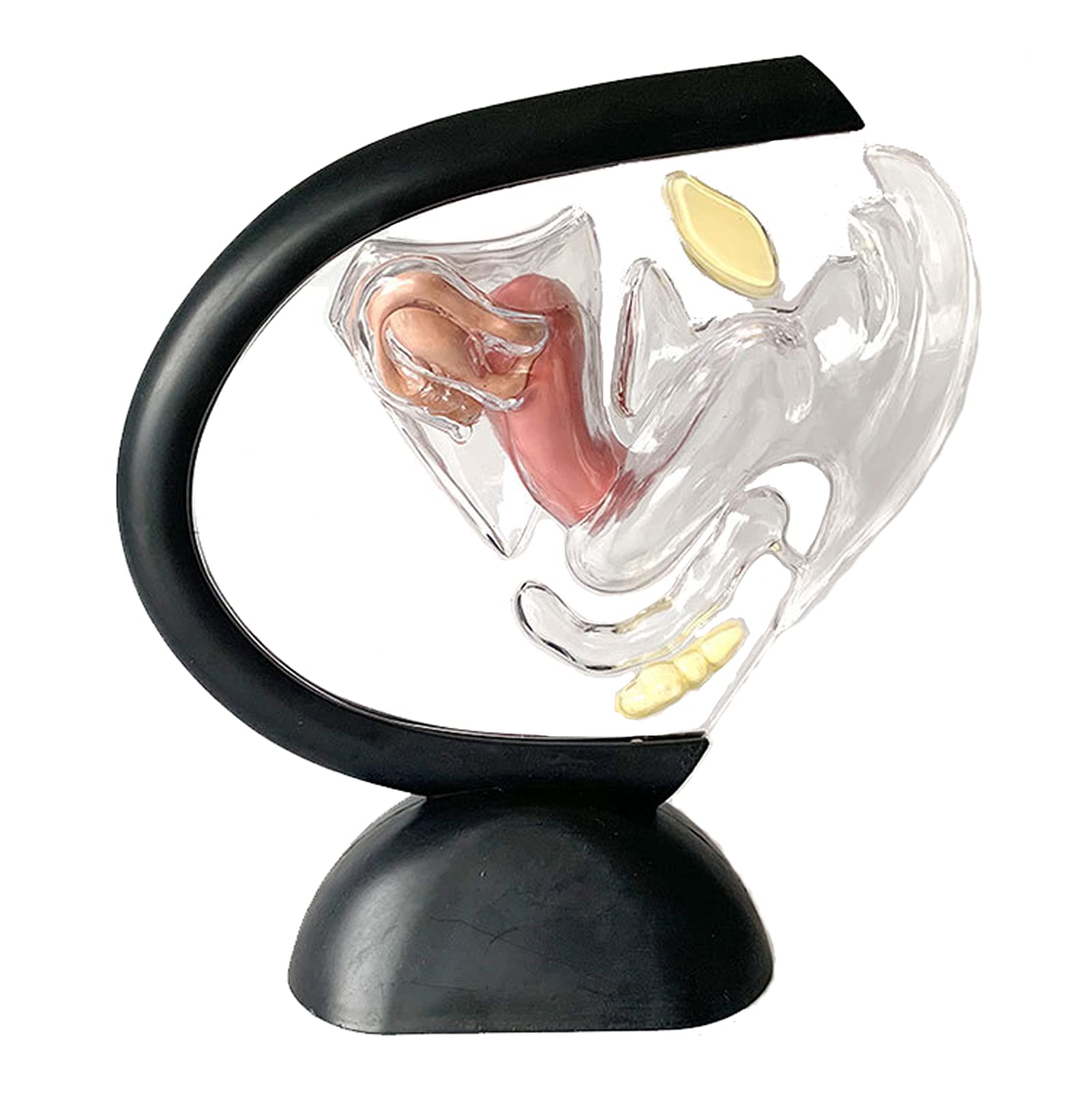 Buy Vinbcorw Transparent Human Uterus Anatomy Model - Visual Female ...