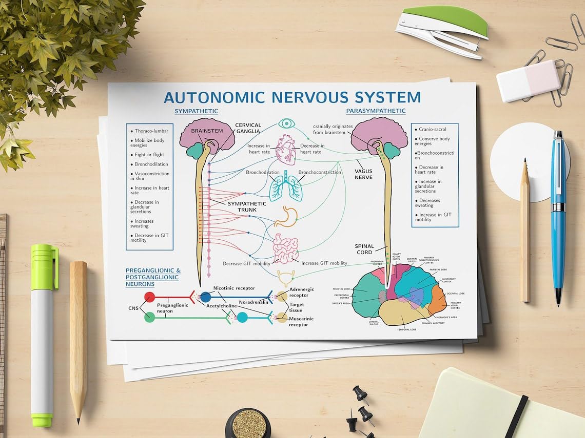 Sympathetic Nervous System Diagram Contemporary Autonomic Nervous