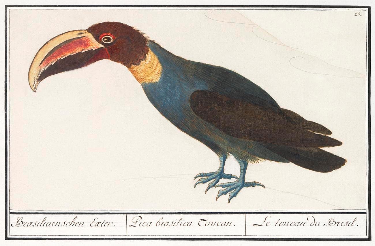 Amazon.com: Home Comforts - Toco Toucan (Ramphastos toco) - Vivid ...