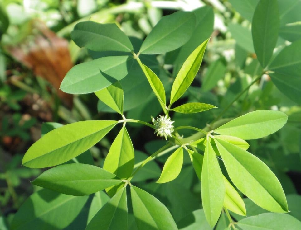 Amazon.com : Generic New Fresh 100pcs CHIPILIN Guatemala Plant Seeds ...