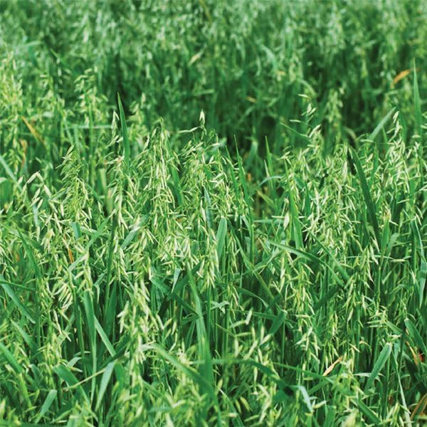 Amazon.com : 1000+ Seed Oats Cover Crop Mix Organic Seed for Planting ...