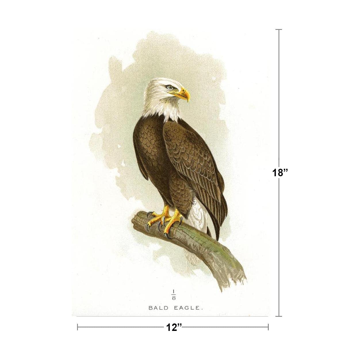 Drawingof Bald Eagle A Random Ahh Sketch Of A Bald Eagle From The USA