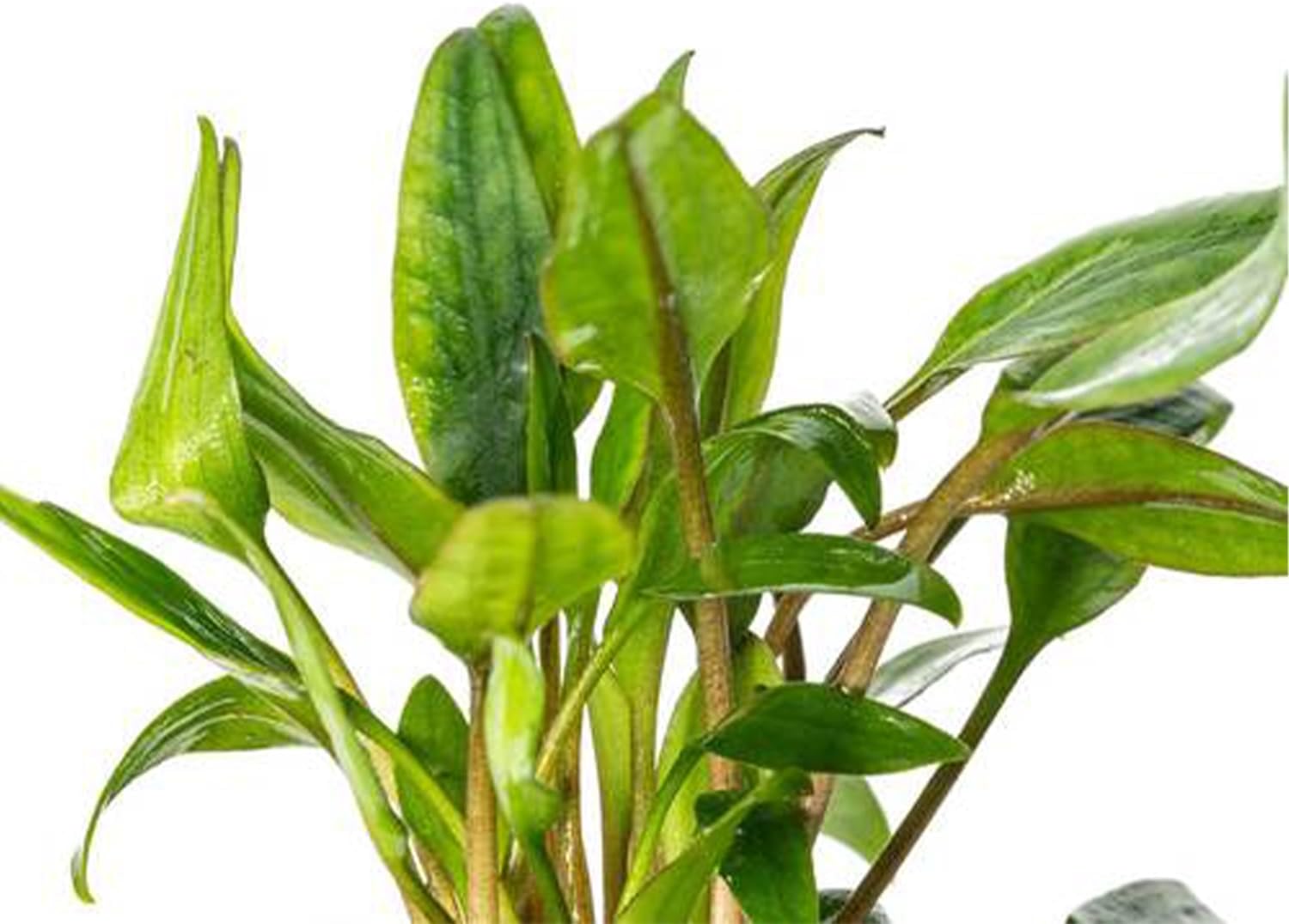 Amazon.com: CANTON AQUATICS Live Aquarium Cryptocoryne Crypt Lutea ...