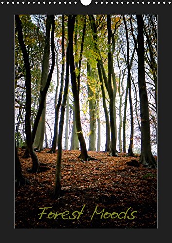Buy Forest Moods 2019: Atmosphere in a Forest can change quickly and ...