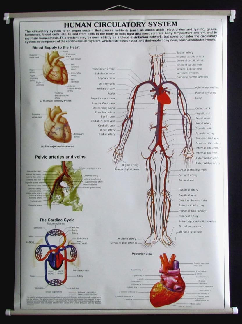 Amazon.com: 10 Pack - Anatomical Poster Set - Circulatory System ...