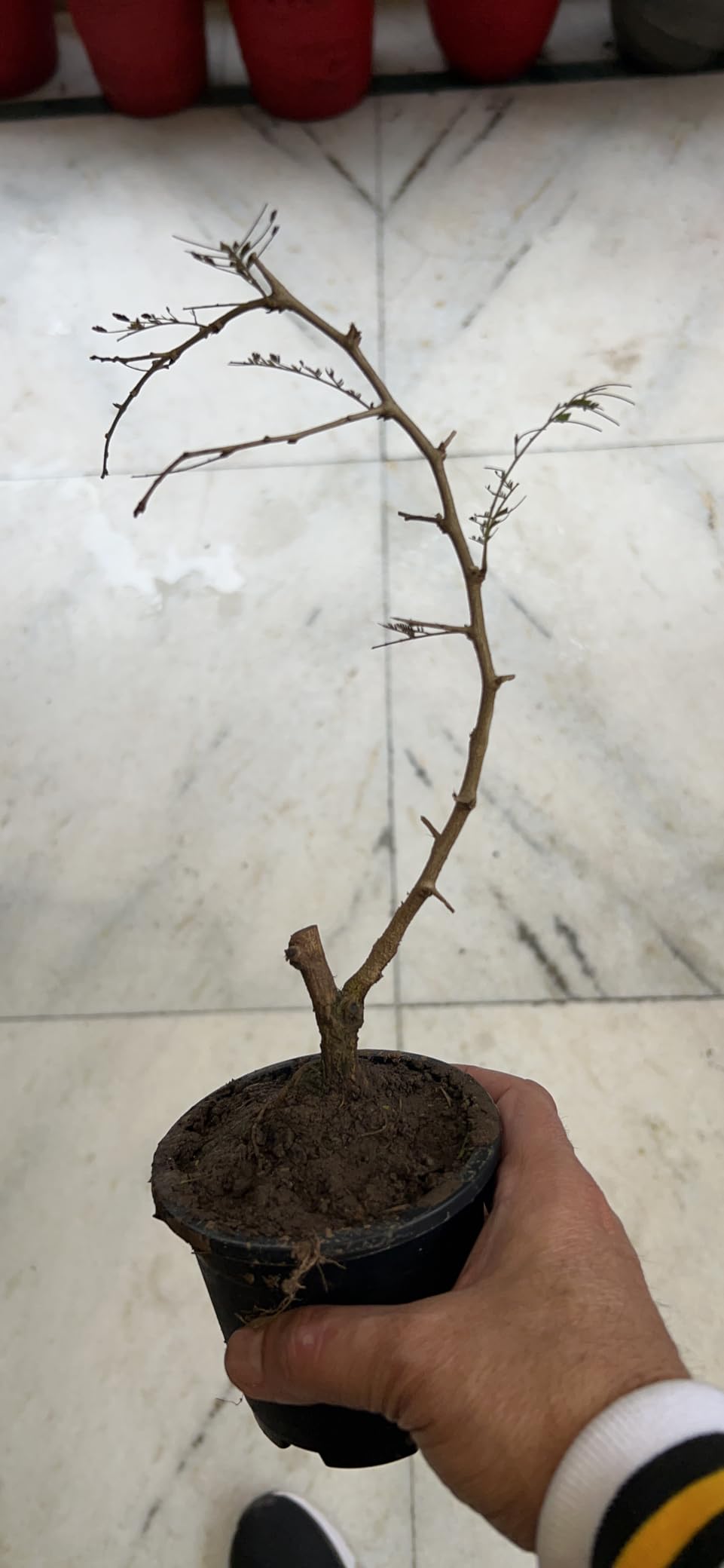 Kalfo Live Real Sami Medicinal Plant with Pot Sanidev Shami Pooja Plant ...