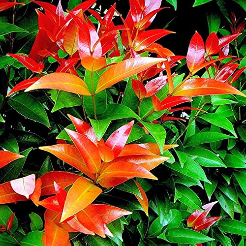 Online plant bazar Syzygium Campanulatum, Christina tree Live Plant ...