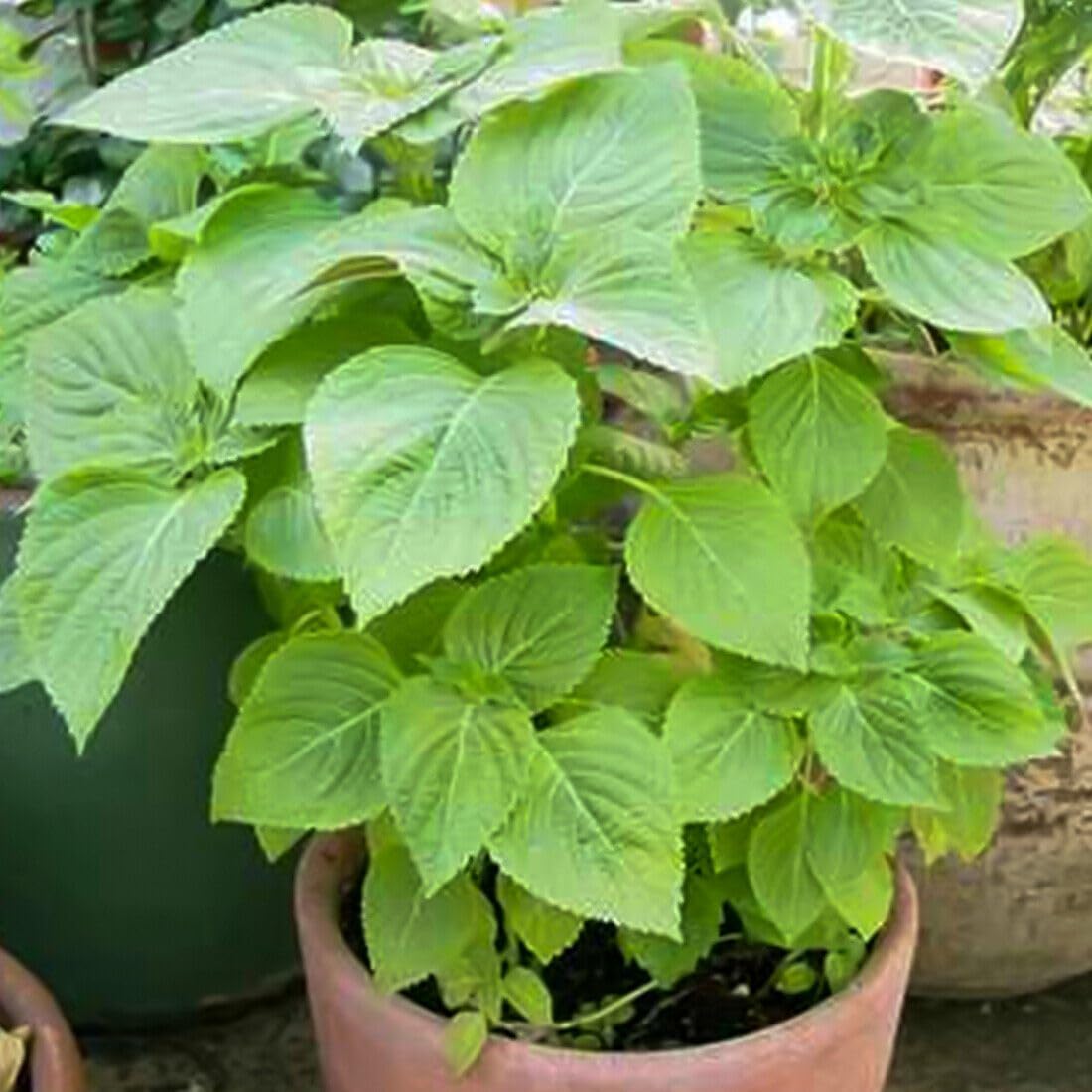 Amazon.com : 100pcs Shiso Seeds - Green Non-GMO Herb Garden ...