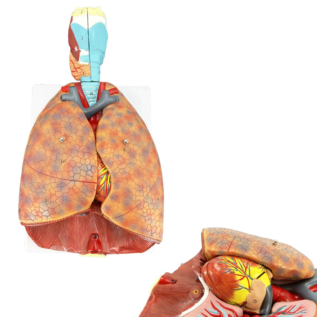 Amazon.com: Veipho Human Lung Model, Respiratory System Model with 51 ...