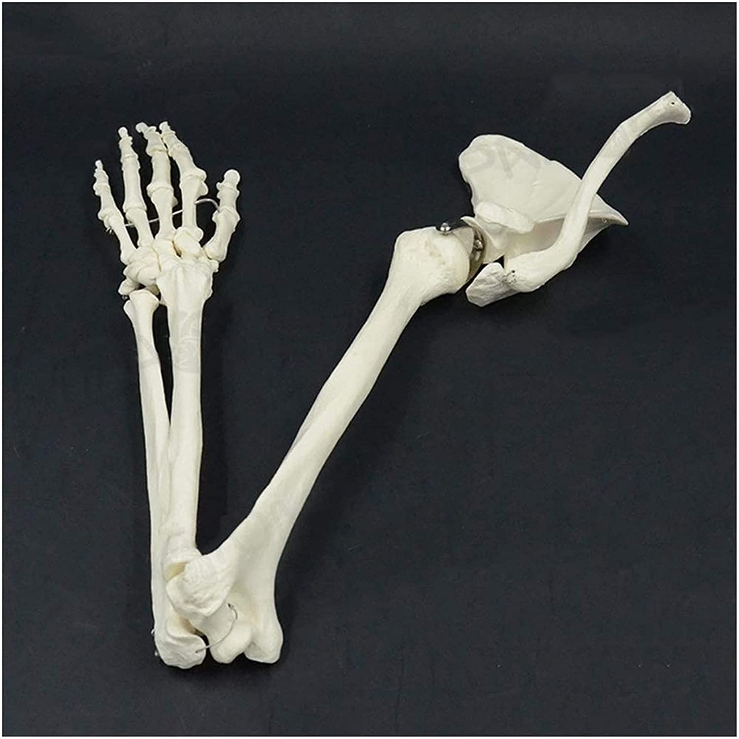 Buy Anatomy Model, Upper Arm Skeleton Model - 1:1 Life Size Arm ...