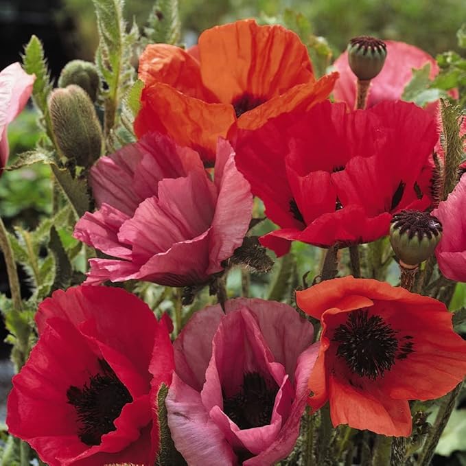 Oriental Poppy Seeds 'Fruit Punch' Papaver orientale Red Pink Purple ...