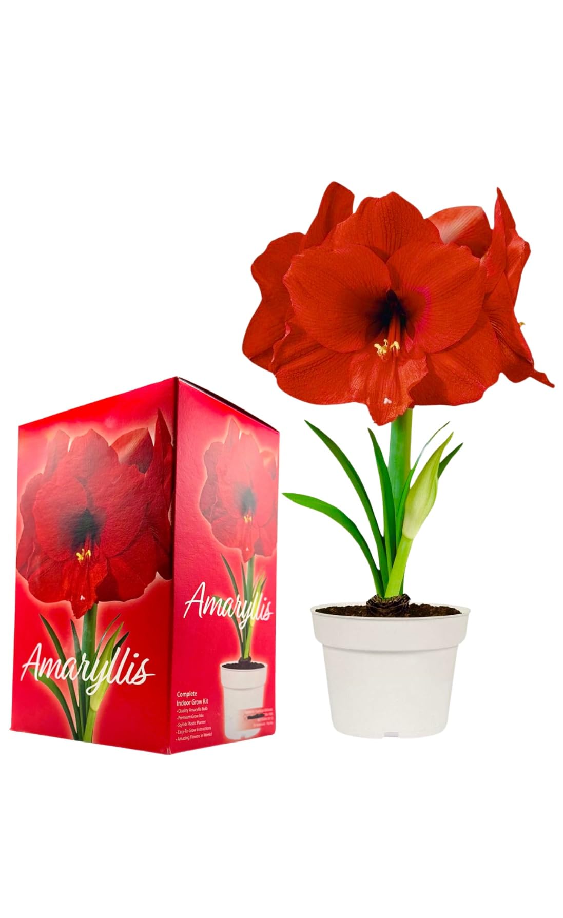 Amazon.com : Amaryllis Grow Kit - Pre Potted Amaryllis Bulb in Gift Box ...